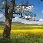 Budapest-Vienna One-Way Sightseeing Transfer - Who Will Love This Tour?