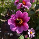 Bulb region: Dahlias Bicycle Tour - Exploring the Route: What You Can Expect