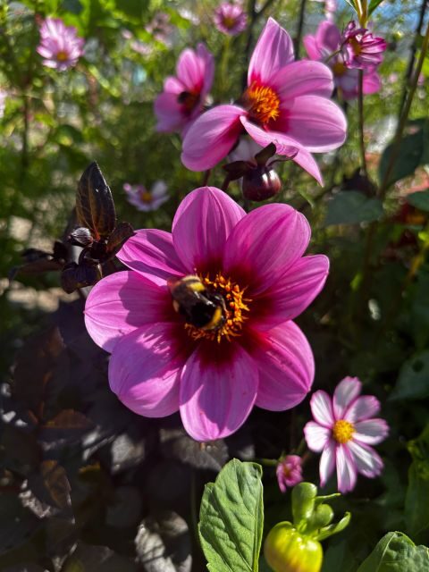 Bulb region: Dahlias Bicycle Tour - Exploring the Route: What You Can Expect