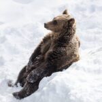 Bus to Ranua Zoo from Rovaniemi - The Journey to the Arctic’s Wildlife Paradise