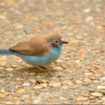 Butterfly Rainforest at Florida Museum of Natural History Ticket - FAQs