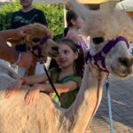 Calabrian Alpacas Sunset Beach Experiences Pizzo VV AlpacSelfies - Breaking Down the Itinerary