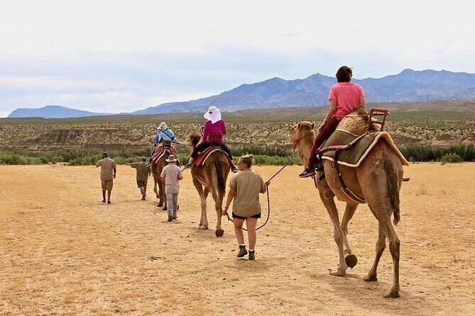 Camel Safari - Camel Ride and Zoo Tour - Why This Tour Offers Good Value