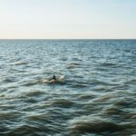 Cape May: Cape May Island Sunset Cruise & Dolphin Watching - Key Points