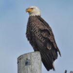 Cape May: Dolphin and Bird Watching Cruise - Value and Pricing