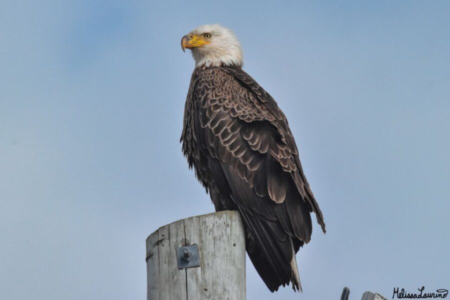 Cape May: Dolphin and Bird Watching Cruise - Value and Pricing
