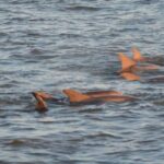 Cape May: Sunset Dolphin Cruise with Optional Wine Tastings - Who Should Consider This Tour?