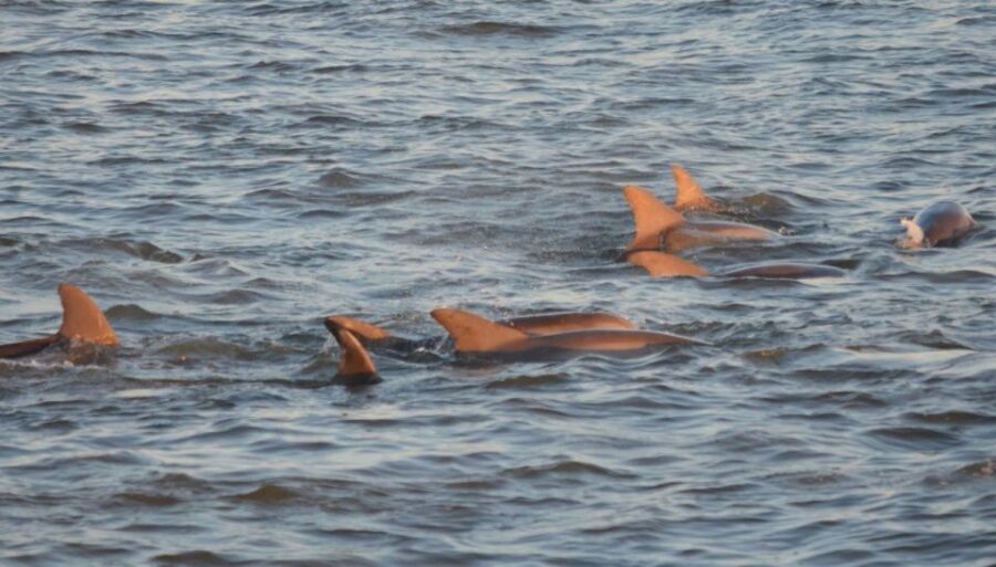 Cape May: Sunset Dolphin Cruise with Optional Wine Tastings - Who Should Consider This Tour?