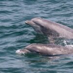 Cape May: Sunset Dolphin Watching Cruise with Food - Why This Dolphin Cruise Stands Out
