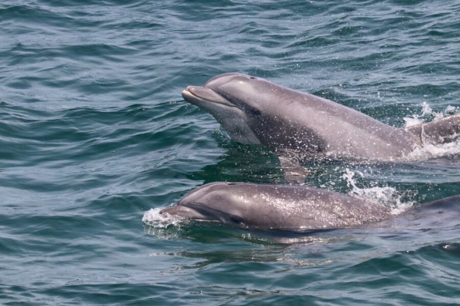 Cape May: Sunset Dolphin Watching Cruise with Food - Why This Dolphin Cruise Stands Out