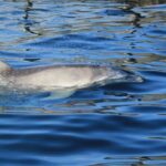 Capo Figari: Dolphin sighting from Olbia - Key Points