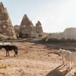 Cappadocia Horseback Riding : Unique Exploration Horse Tour - The Experience: What to Expect