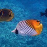 Captain Cook Snorkeling Cruise | Departs from Honokohau Harbor - Marine Life and Scenic Views Along the Coast