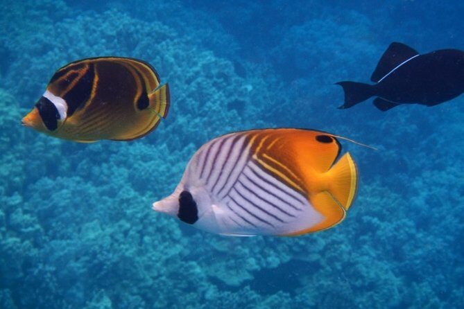 Captain Cook Snorkeling Cruise | Departs from Honokohau Harbor - Marine Life and Scenic Views Along the Coast