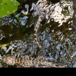 Captain Willy Airboat - The Itinerary: What Makes This Tour Special