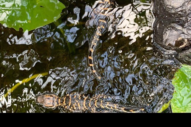 Captain Willy Airboat - The Itinerary: What Makes This Tour Special