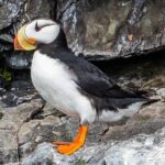 Captain's Choice Kenai Fjords National Park Tour from Seward - Why Travelers Love This Tour