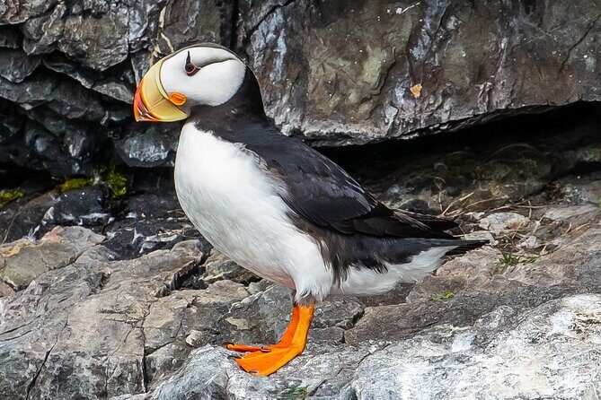 Captain's Choice Kenai Fjords National Park Tour from Seward - Why Travelers Love This Tour