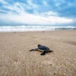 Caretta-Caretta Turtle Trip - A Closer Look at Experience and Value