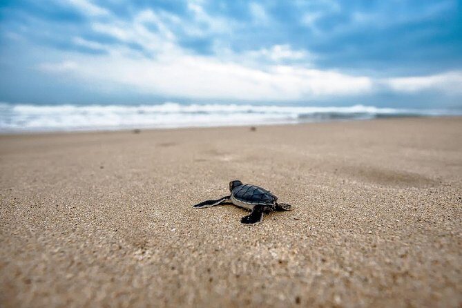 Caretta-Caretta Turtle Trip - A Closer Look at Experience and Value