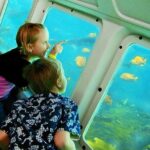 Catalina Island Day Trip from LAX area hotels with Undersea Adventure - Authentic Experiences and Traveler Feedback