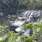 CENTRAL FLORIDAS BEST PRICED eco-friendly airboat rides - What Do the Reviews Say?