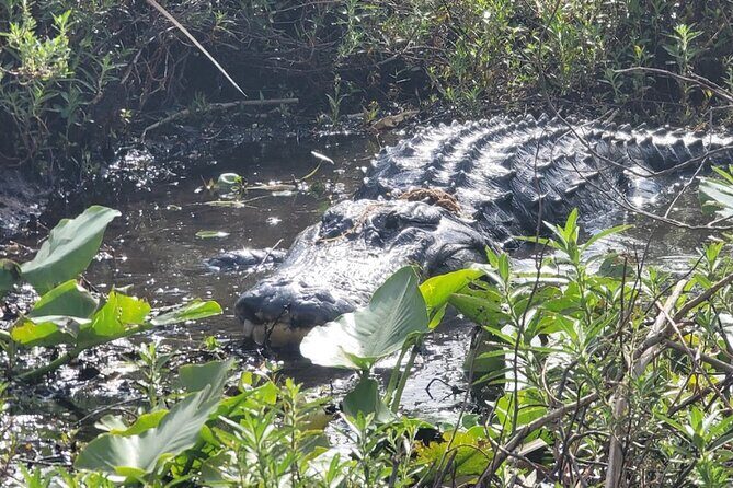 CENTRAL FLORIDAS BEST PRICED eco-friendly airboat rides - What Do the Reviews Say?