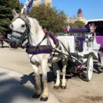 Central Park Horse Carriage Rides Since 2005 - The Experience: What You Can Expect