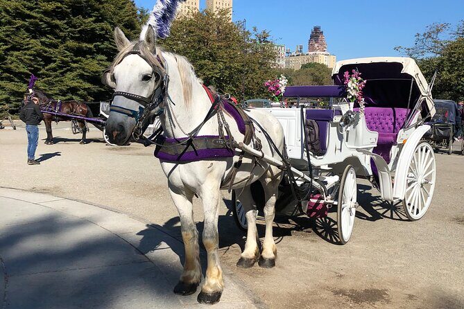 Central Park Horse Carriage Rides Since 2005 - The Experience: What You Can Expect