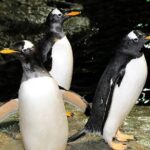 Central Park Zoo Admission Ticket with 4D Theater Access - The Itinerary and Its Highlights