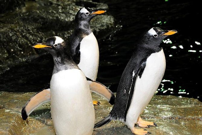 Central Park Zoo Admission Ticket with 4D Theater Access - The Itinerary and Its Highlights