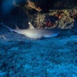 Certified Diver: 2-Tank Night Dive - Marine Life and Unique Experiences