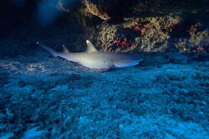 Certified Diver: 2-Tank Night Dive - Marine Life and Unique Experiences