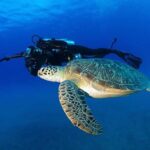 Certified Diver: 2-Tank Shallow Reef Dives off Oahu - Practical Details and Logistics