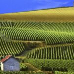 Champagne Day Tour with Reims, Cellars Visit & Champagne Tasting from Paris - Frequently Asked Questions