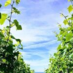 Champagne Lamiable: Stroll and taste in the Grand Cru Champagne vineyard - What to Expect on the Tour
