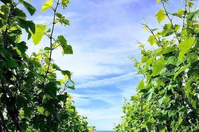 Champagne Lamiable: Stroll and taste in the Grand Cru Champagne vineyard - What to Expect on the Tour
