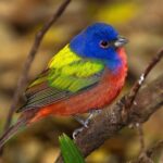 Charleston Bird Watching Tour - The Sum Up: Who Should Consider This Tour