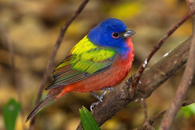 Charleston Bird Watching Tour - The Sum Up: Who Should Consider This Tour