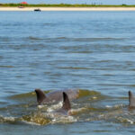 Charleston: Morris Island Lighthouse Eco-Boat Tour - Authenticity and Environmentally Conscious Travel
