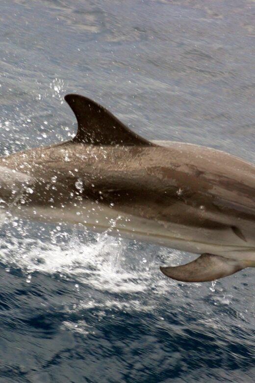 Charleston: Sightseeing Harbor Tour & Dolphin Watch - What Youll See and Hear