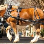 Charleston's Historic Residential Horse and Carriage Tour - The Landmarks and Neighborhoods