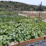 Chefcooking Paella from our Andalusian Grandmother at a Family Farm - The Sum Up