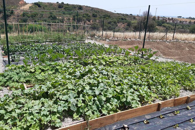 Chefcooking Paella from our Andalusian Grandmother at a Family Farm - The Sum Up