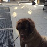 Chelsea Herald and Times Square - Practical Considerations