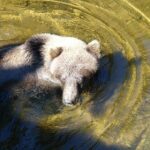 Chichagof Island Tour: Brown Bear Search - An In-Depth Breakdown of the Itinerary