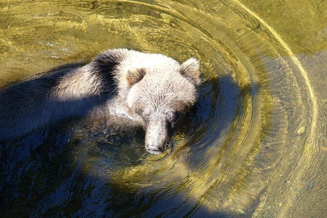 Chichagof Island Tour: Brown Bear Search - An In-Depth Breakdown of the Itinerary