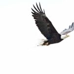 Chilkoot Wilderness and Wildlife Viewing (2.5 hrs in Haines) - Detailed Breakdown of the Itinerary