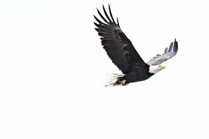 Chilkoot Wilderness and Wildlife Viewing (2.5 hrs in Haines) - Detailed Breakdown of the Itinerary