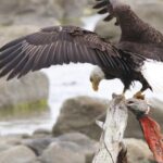 Chilkoot Wilderness and Wildlife Viewing - 6.5 hrs from Skagway - Who Will Love This Tour?